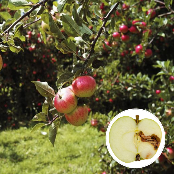 Green Protect Codling Moth Trap – Pheromone Monitoring – Saniworld